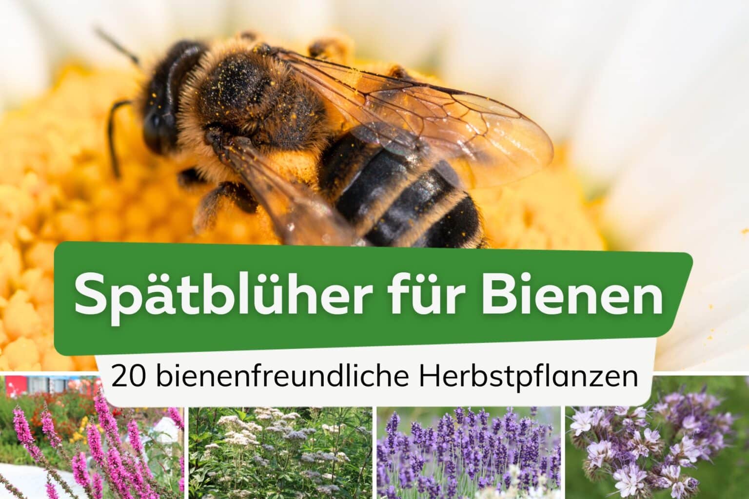 Bienennest entfernen: So werden Sie Bienen rechtlich sicher los Bienennest entfernen: So werden Sie Bienen rechtlich sicher los