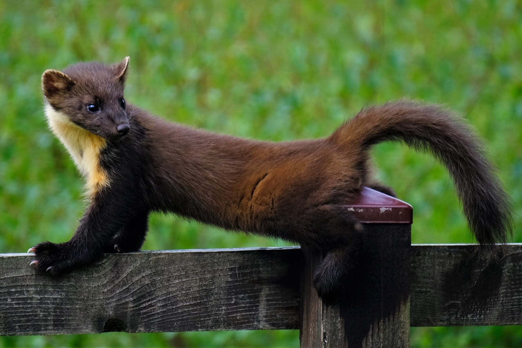 Marder, Wiesel & Iltis: 6 Unterschiede erkennen