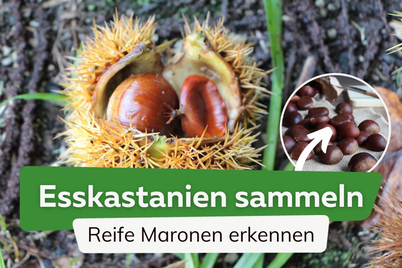 Esskastanien In Der Nahe