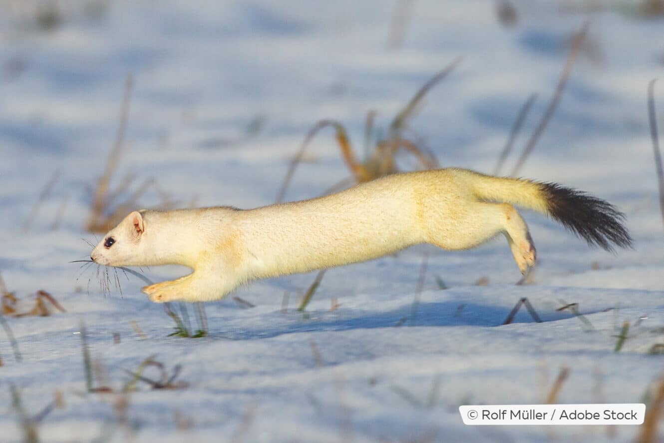Marder, Wiesel & Iltis: 6 Unterschiede erkennen