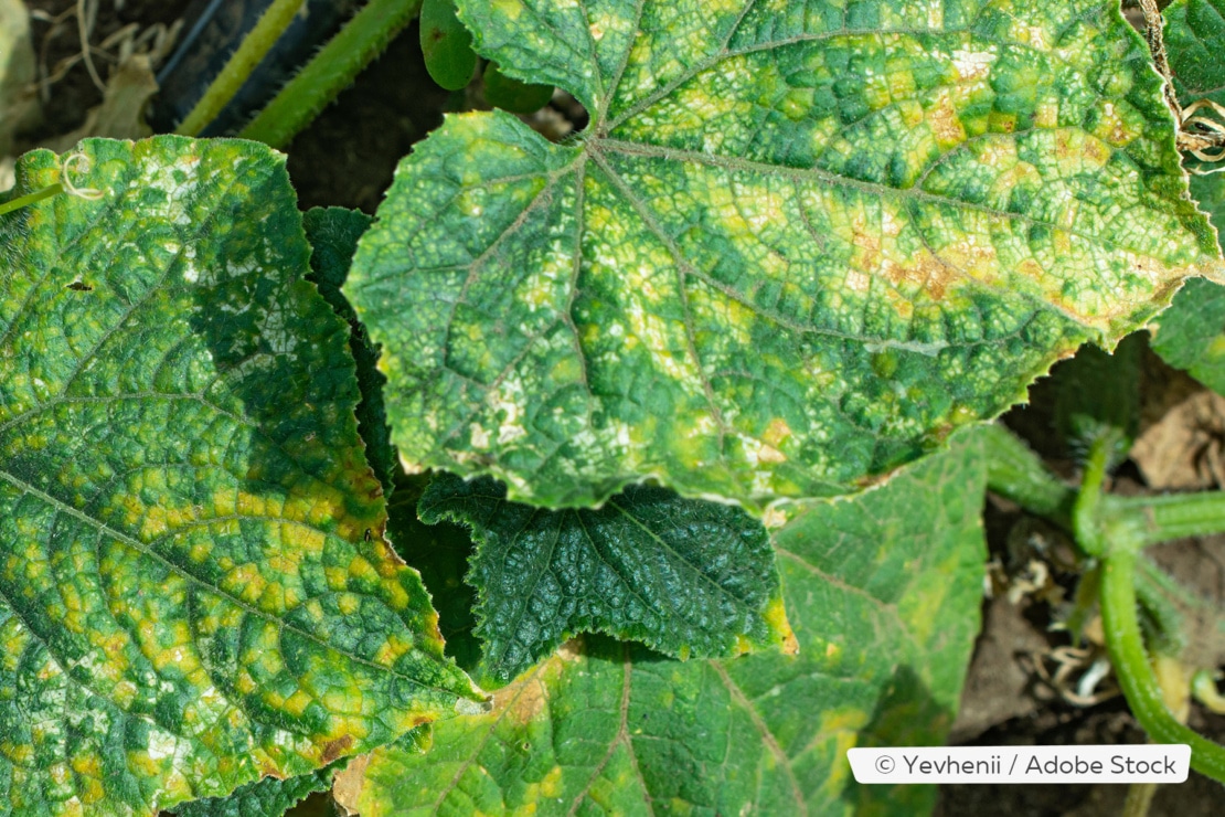 Mehltau an Hortensien erkennen & bekämpfen