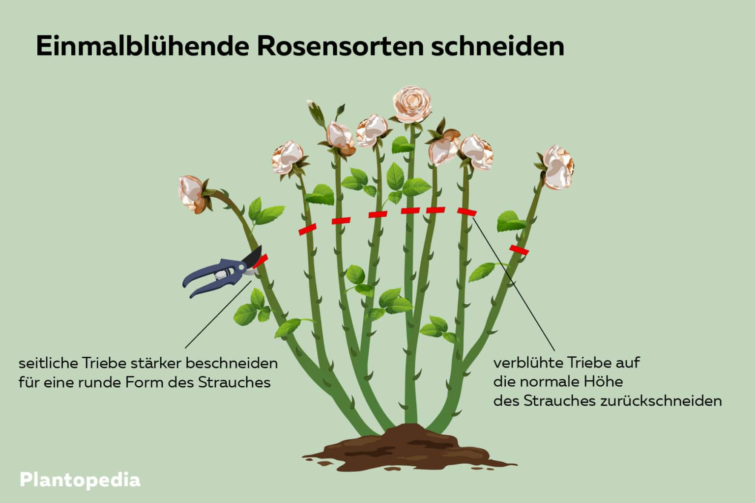 Wassertriebe Bei Rosen Abschneiden