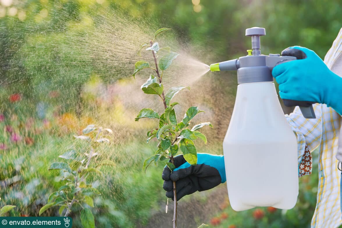 Blattläuse am Apfelbaum: Sofort-Maßnahmen & Hausmittel - Hortica.de