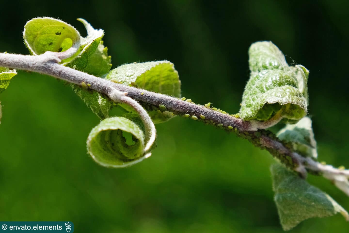Blattläuse am Apfelbaum: Sofort-Maßnahmen & Hausmittel - Hortica.de