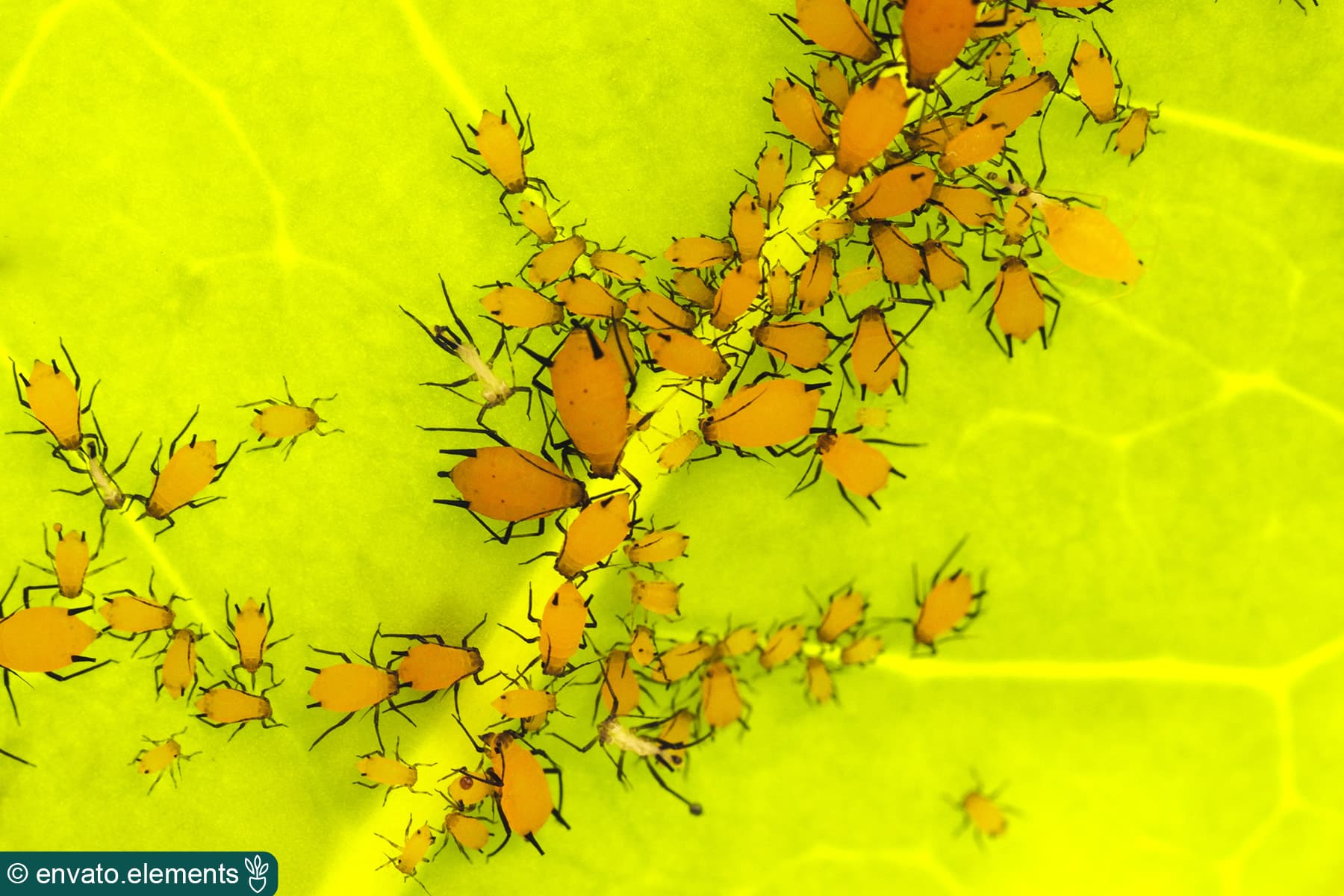 Gelbe Läuse am Oleander: wichtige Sofort-Maßnahmen - Hortica.de