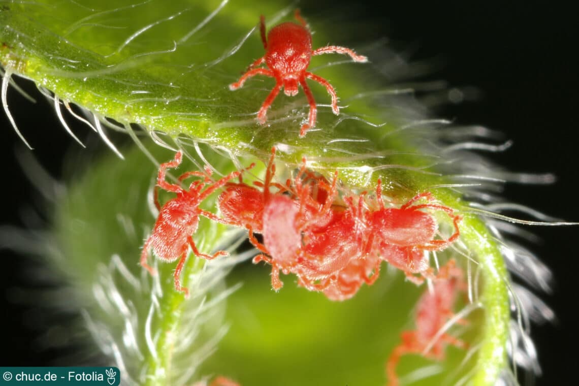 Kleine rote Läuse, die krabbeln: sind Samtmilben gefährlich? - Hortica.de