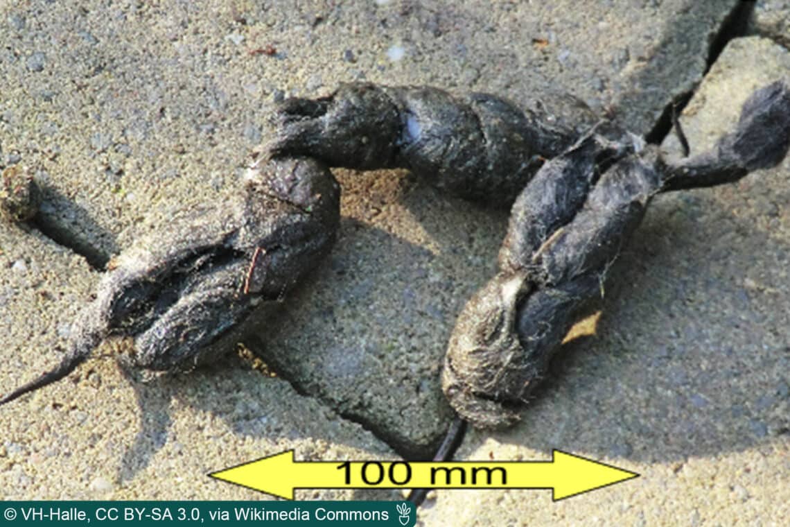 Tierkot im Garten richtig bestimmen - Hortica.de