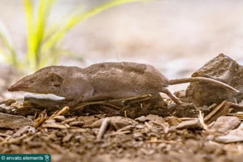 Mäusearten in Deutschland - Hortica.de