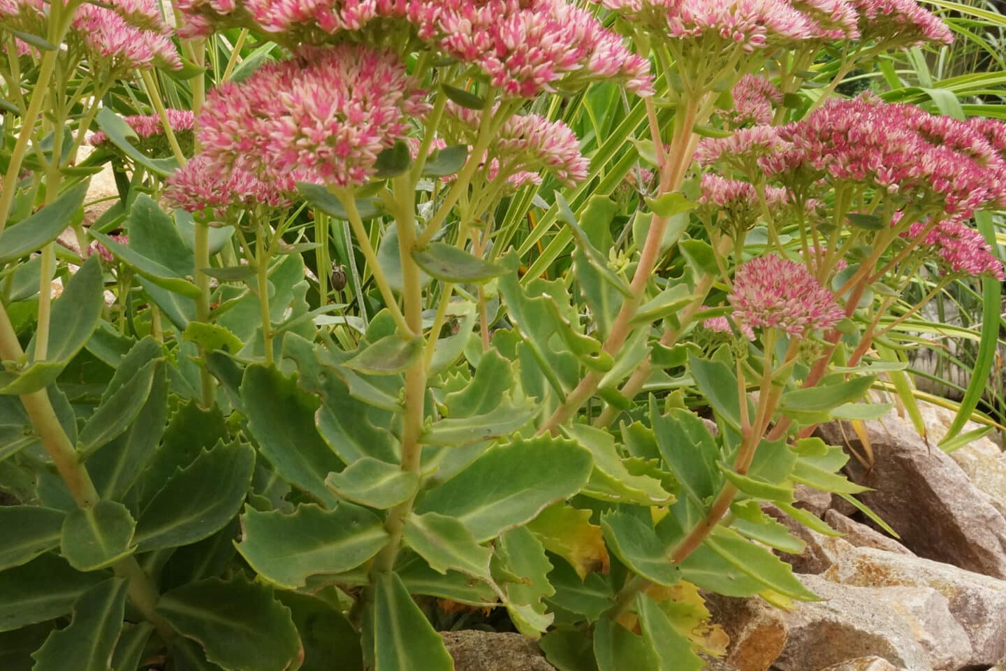Fette Henne: braune Flecken/gelbe Blätter: was tun? - Hortica.de