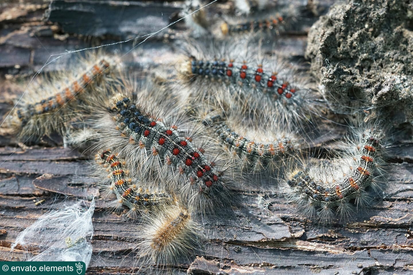 Tausendfüßler in der Wohnung: so reagiert man richtig - Hortica.de
