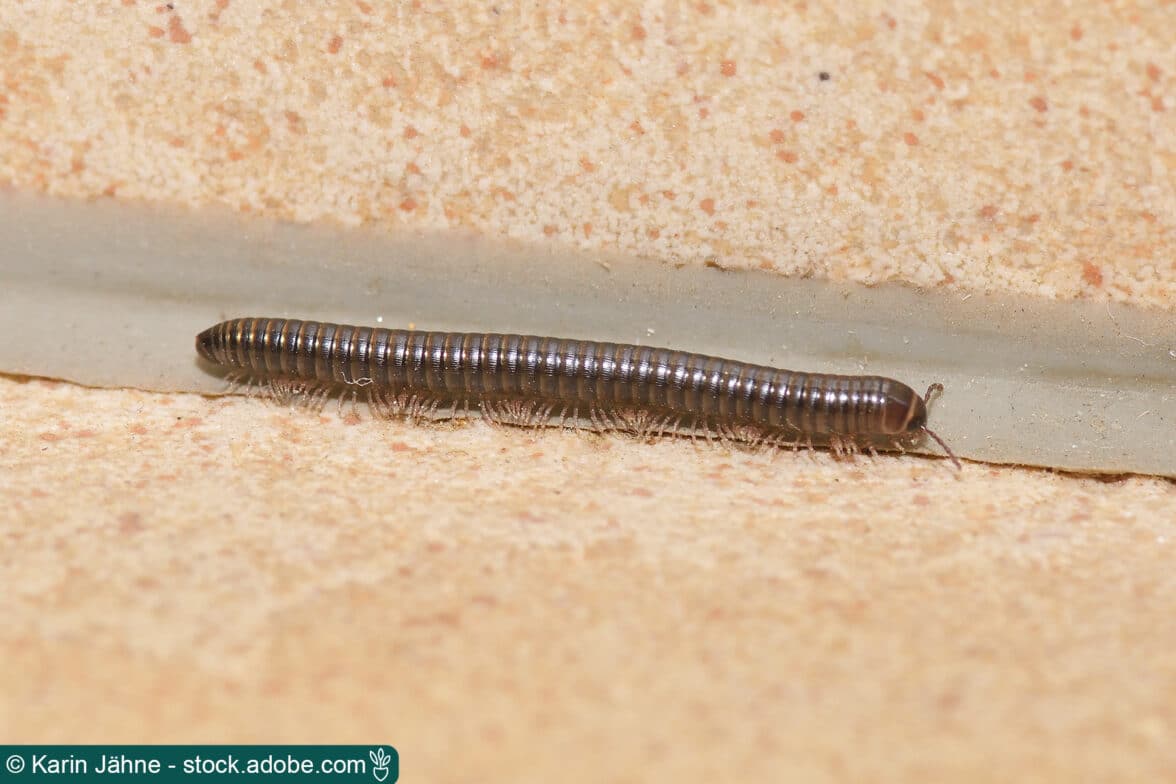 Maden an der Decke der Küche: wichtige Sofort-Maßnahmen - Hortica.de