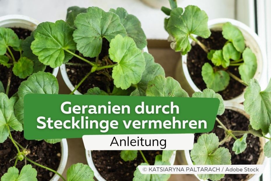 Vertrocknete Pflanzen retten | Tote Pflanzen wieder aufpäppeln
