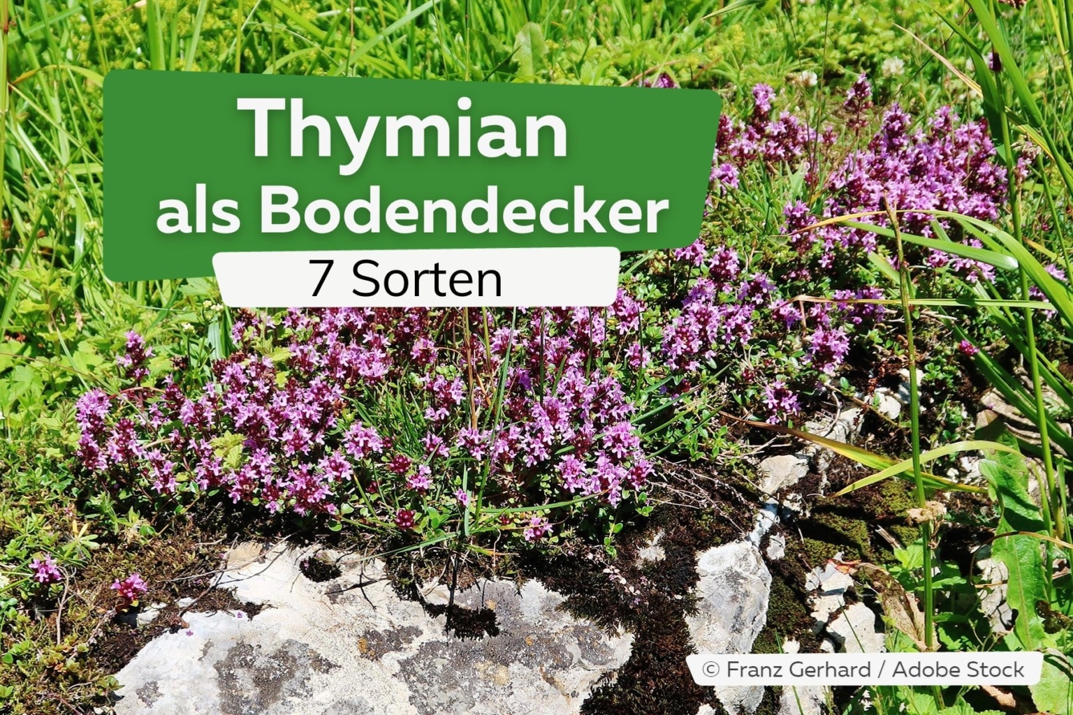 Thymian als Bodendecker: 7 niedrige Sorten